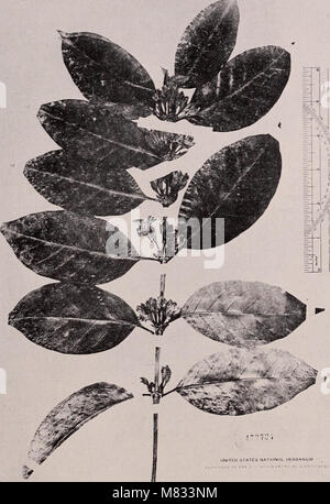 The 1925 monograph on coffee focuses on the economic species of the ...