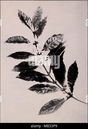 The 1925 monograph on coffee focuses on the economic species of the ...