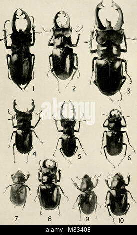 Coleoptera-Lamellicornia, published in 1910, is a detailed study of a ...