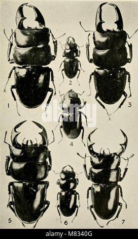The 1910 study on *Coleoptera - Lamellicornia* focuses on the ...