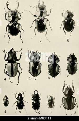 'Coleoptera: Lamellicornia' (1910) is a study of the Lamellicornia ...