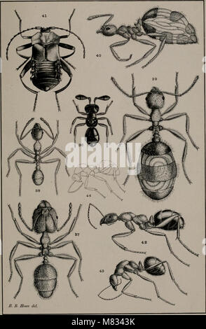 'Collected Papers on Ants' (1905) compiles research on ant species ...