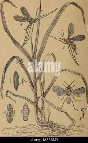 . Common injurious insects of Kansas. Insect pests. .Fig. 41. Spring ...
