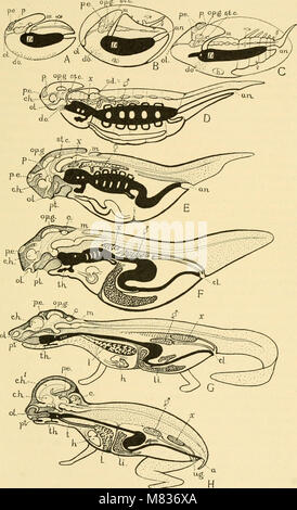 The 1936 work on comparative anatomy examines the similarities and ...