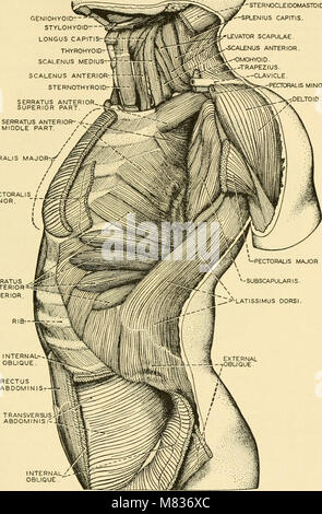 This 1936 work on comparative anatomy explores the similarities and ...