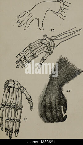 This work explores human comparative anatomy, focusing on the muscular ...