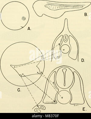 *Comparative Embryology of the Vertebrates* (1953) examines the ...