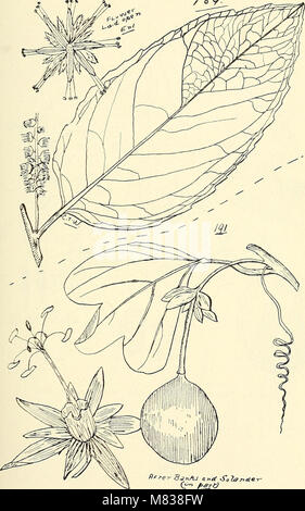 *Comprehensive Catalogue of Queensland Plants* lists indigenous and ...