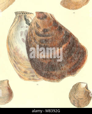 Conchologia Iconica is a detailed work illustrating the shells of molluscs. The book features ...