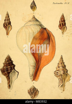 Conchologia Iconica is a detailed work illustrating the shells of molluscs. The book features ...