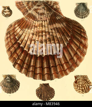 Conchologia iconica is a detailed work featuring illustrations of ...