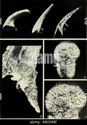 This study focuses on the ultrastructure of conodonts, particularly ...