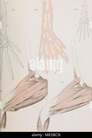 This comparative anatomy work examines the limb skeleton of vertebrates ...