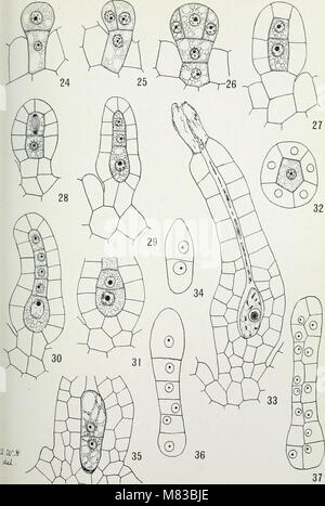 Contributions from the Hull Botanical Laboratory (1895-) (20500685918 ...
