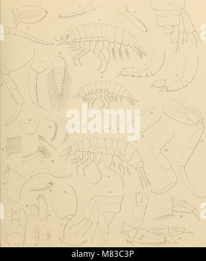 Contributions to a monograph of the Amphipoda Hyperiidea 1887-89 ...