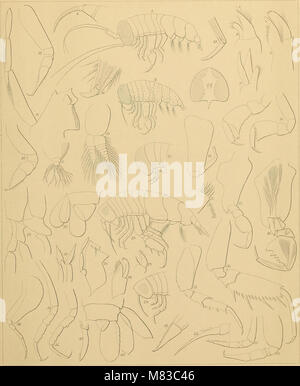 Contributions to a Monograph of the Amphipoda Hyperiidea, 1887-89 ...