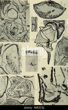 This paleobotany study explores ancient plant species, such as Baiera ...