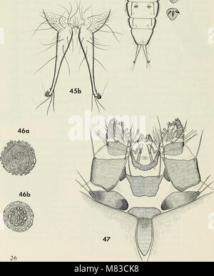 This 1973 work focuses on the systematics of the Limnephilidae family ...