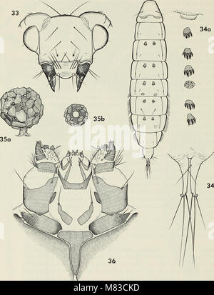 This work focuses on the systematics of the caddisfly family ...