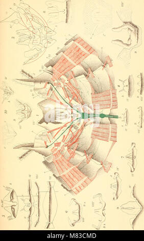 This 1895 study focuses on the morphology of insect genitalia. It ...