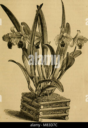 'Cool Orchids and How to Grow Them' provides a comprehensive guide to ...