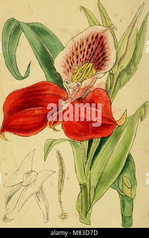 A guide on growing cool orchids, including a list of the best species ...