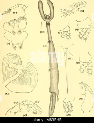 This 1916 study explores the relationship between copepod parasites in ...