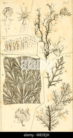 Corallina (1824) is a scientific work detailing the structure and ...