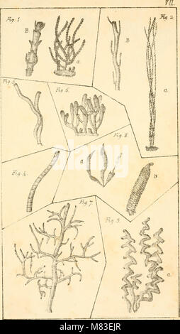 Corallina; or, a classical arrangement of flexible coralline polypidoms ...