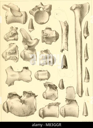 'Cretaceous Reptiles of the United States' (1865) provides a scientific ...
