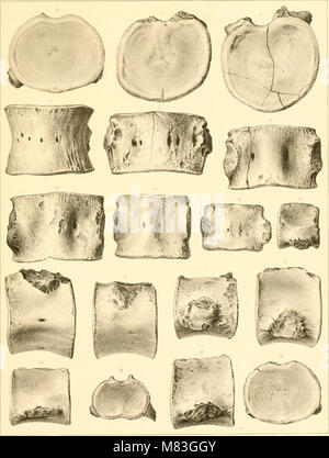 Cretaceous reptiles of the United States (1865) (20711071695 Stock ...