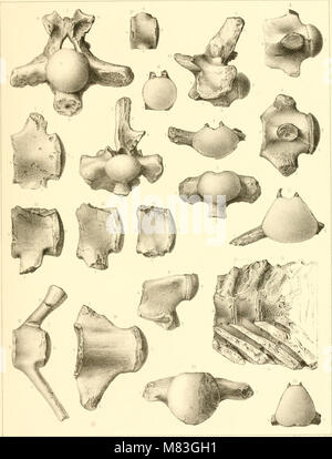 Cretaceous reptiles of the United States (1865) (20711071695 Stock ...