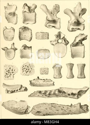 'Cretaceous Reptiles of the United States' (1865) provides a scientific ...