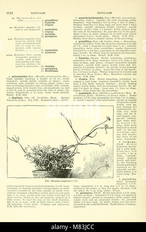 This cyclopedia offers detailed descriptions of various horticultural ...