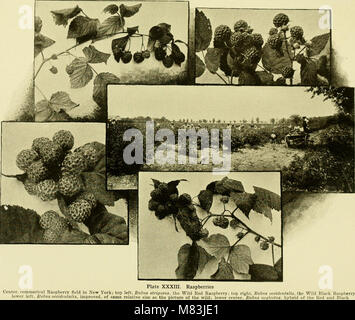 This horticultural encyclopedia provides descriptions and cultivation ...