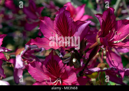 Coffs Harbour Australia, carmine orchid tree flower cluster along ...