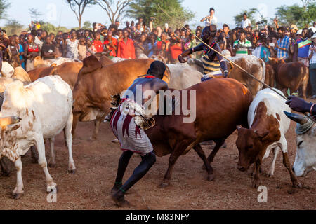 Hamar Tribesmen Preparing Cows For A ‘Coming Of Age’ Bull Jumping ...