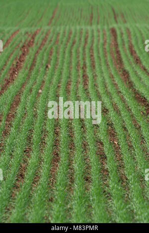 Planted rows of new grass in a field Stock Photo - Alamy