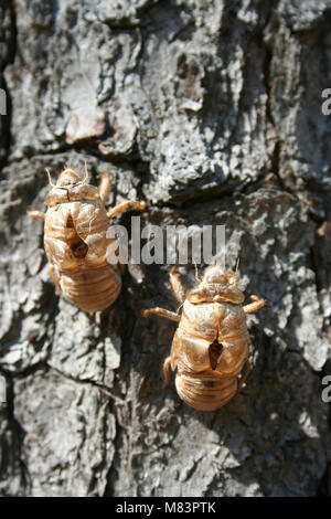 Closeup macro cicada locust for pest control and farming image Stock ...