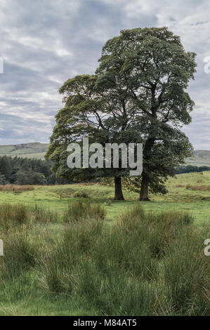 Sycamore maple (Acer pseudoplatanus). Two gnarled, old trees in ...