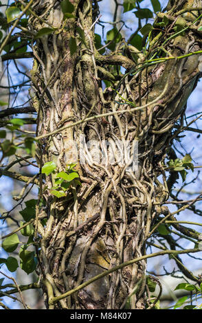 Tree Climbing Roots Ivy Stock Photo - Alamy