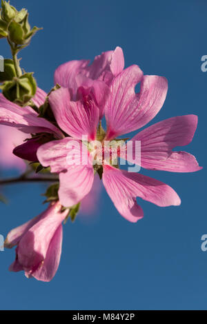 Close up of pink Lavatera Flower with wallpaper in background Stock ...
