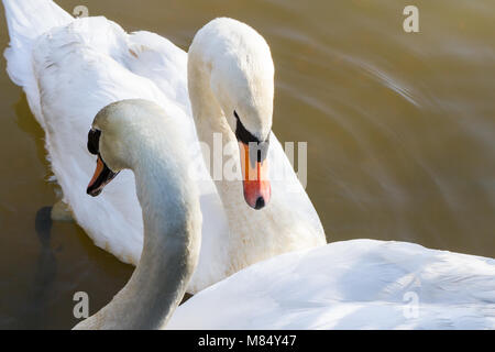 Two white swans on sunny blue background Stock Photo - Alamy