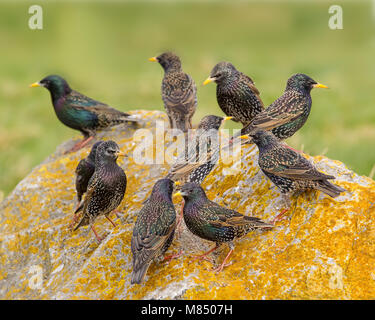 sturnus vulgaris - the star Stock Photo - Alamy