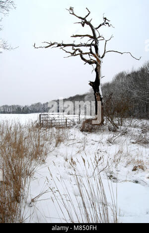 Snowy Winter weather showing trees in Woods Stock Photo - Alamy