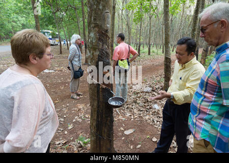 Rubber tree plantation in Kampong Cham Province, Cambodia, Southeast ...