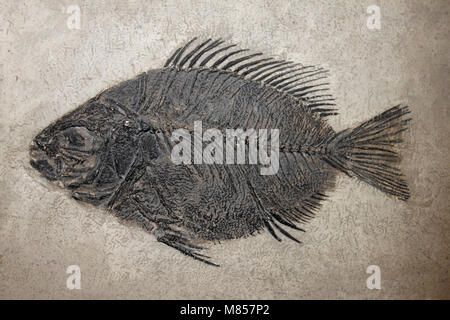 Fossil of extinct perch fish (Priscacara sp) from the Eocene period ...