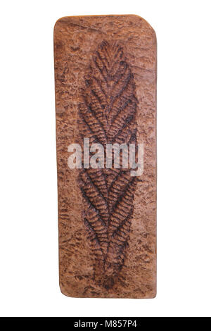 Sea pen fossil. Fossil of a sea pen from the Ediacaran Period (around ...