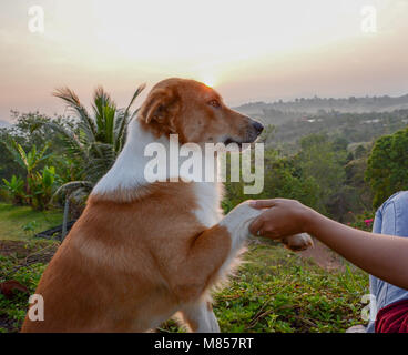 caressing gently hand dog Stock Photo - Alamy