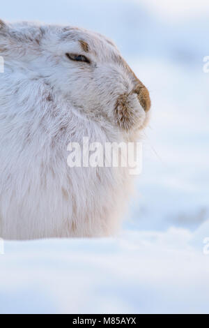 White-tailed jackrabbit, lepus townsendii Stock Photo - Alamy